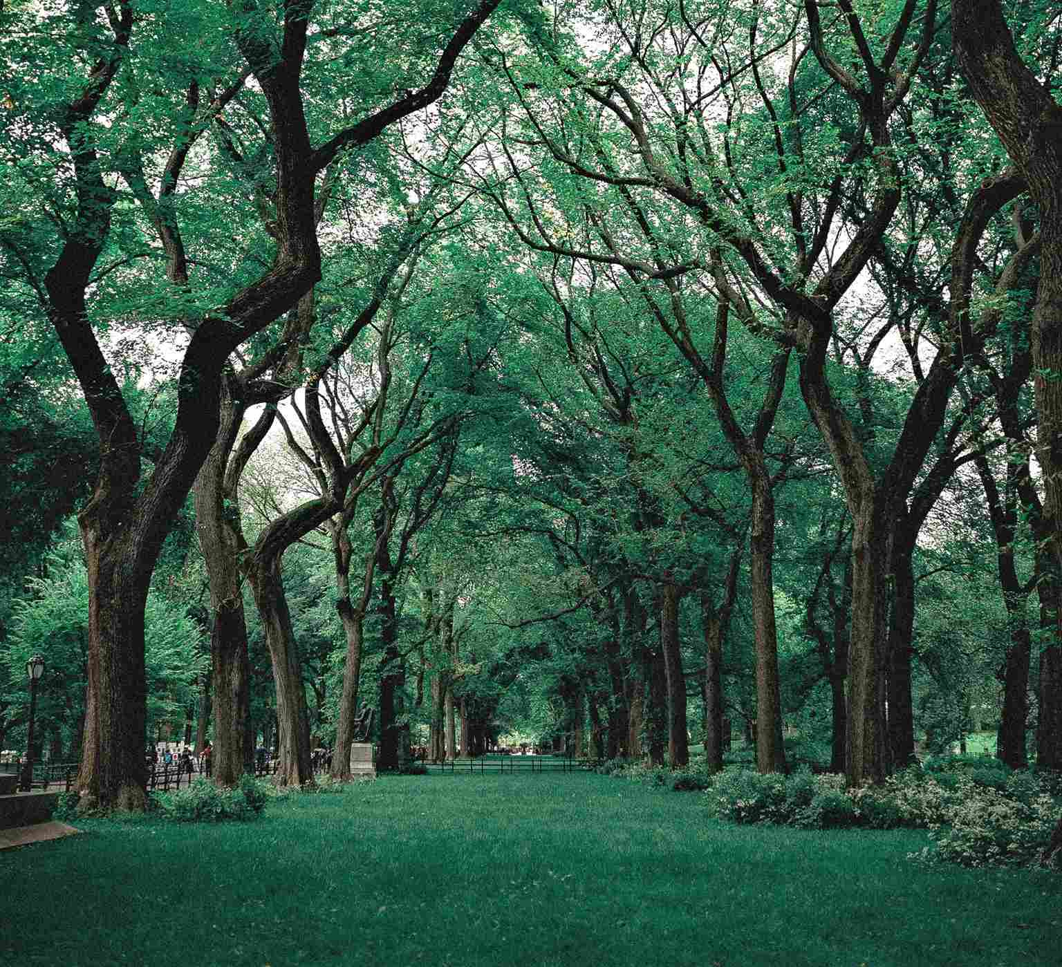 How planting trees will save cities from rising temperatures
