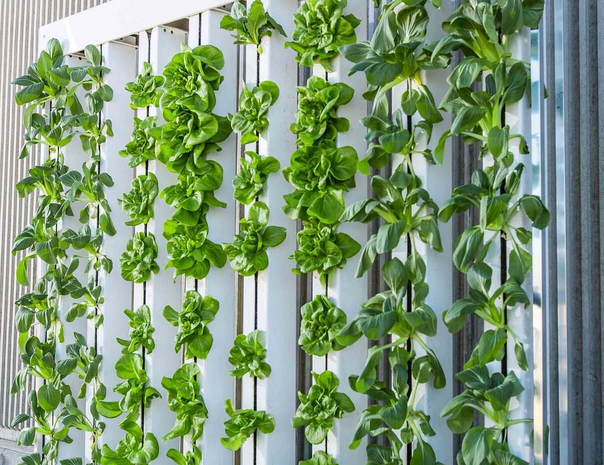 Vertical farming, an innovative method for food security