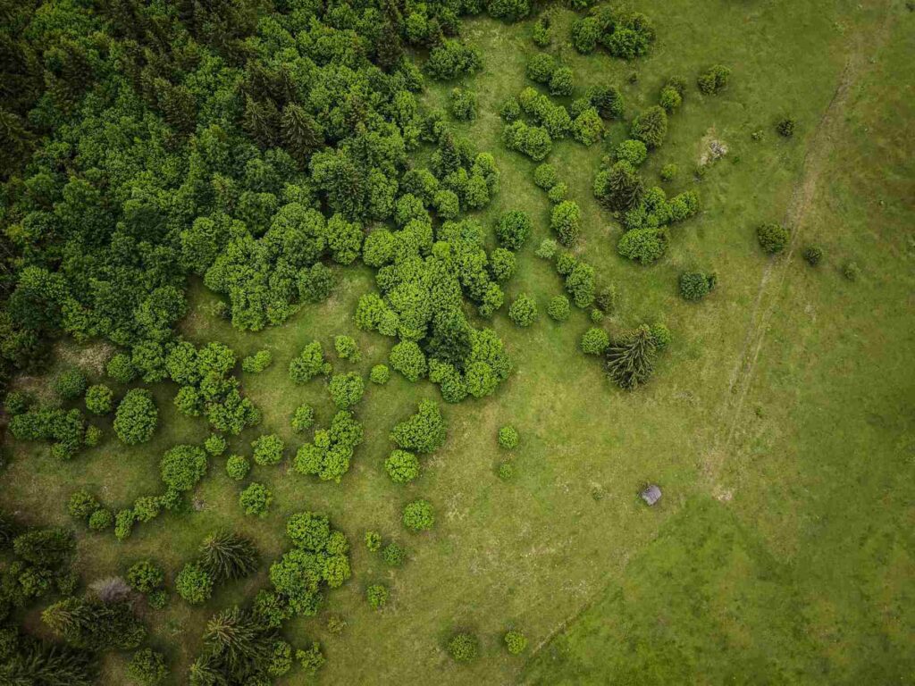Planting trees to curb climate change: the problem of nurseries