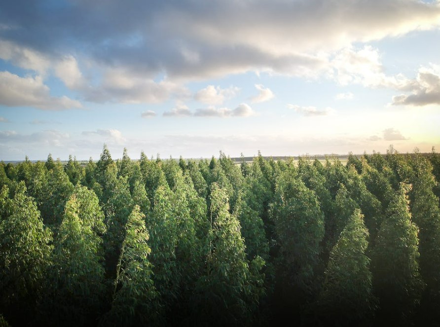 Agroforestry: all about the sustainable future of farming