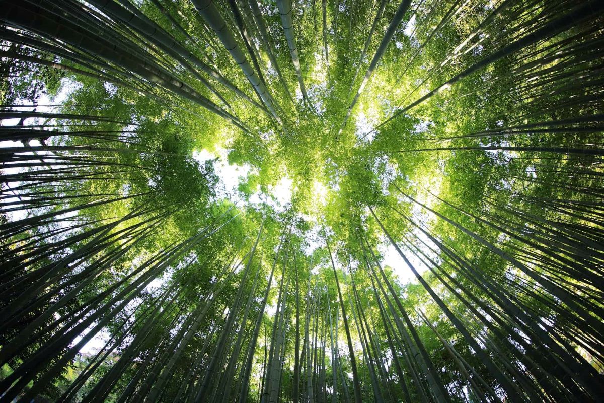 The 7 largest forests in the world: their importance for the planet