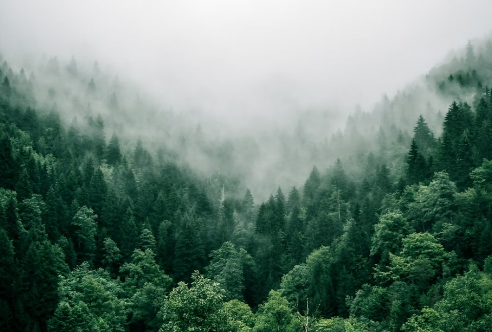 Sustainable forestry: what is it and how it supports biodiversity