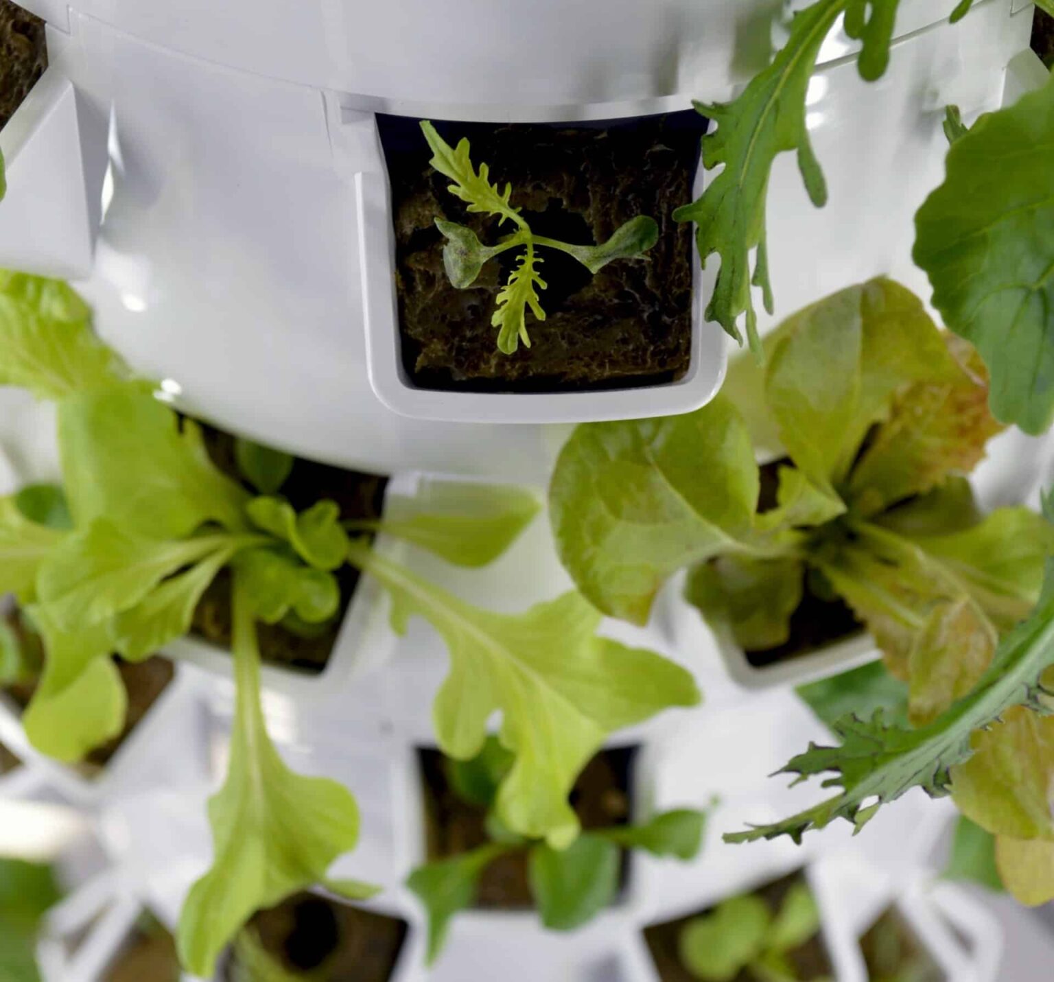 All about Agri tech, a solution to the challenges of agriculture