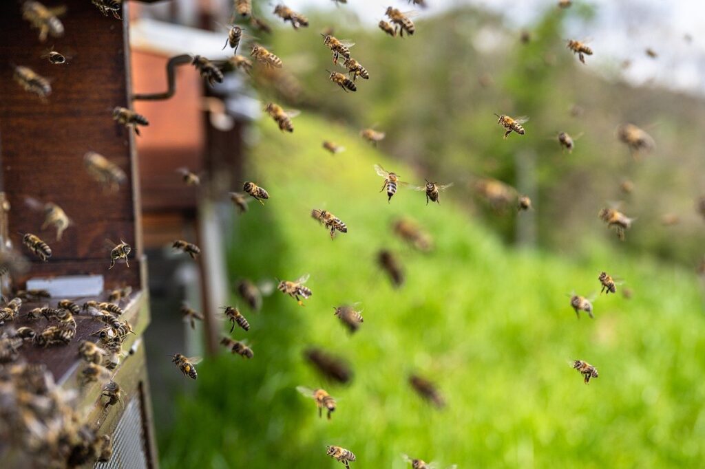 Bee extinction: all the risks and severe dangers it poses
