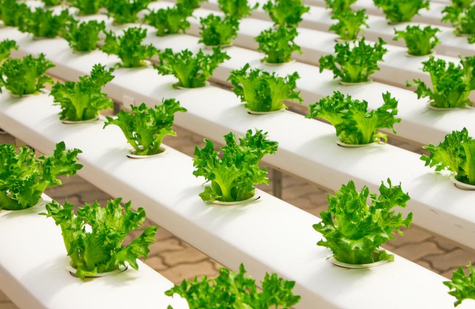 FoodTech: what is it and what are its benefits