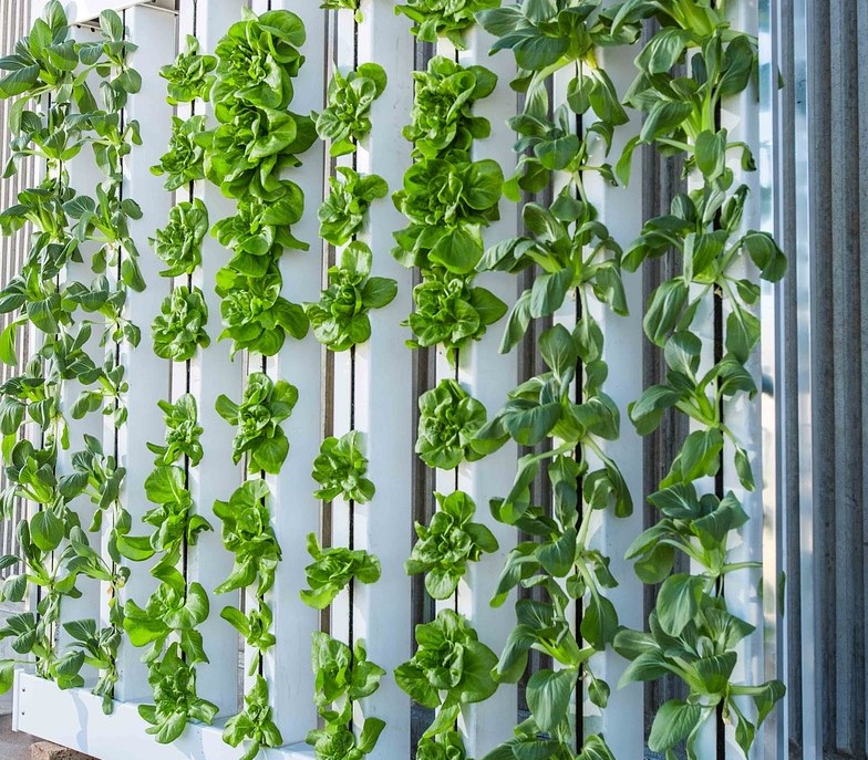Europe's largest vertical farm opens in Italy