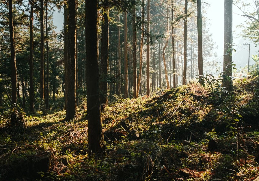 Wooden rechargeable batteries from Scandinavia: the pilot projects