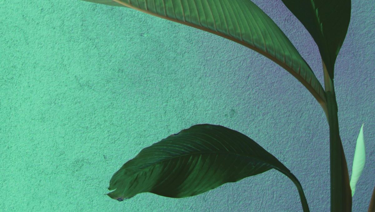 Farewell to smog and stains: all about the self-cleaning, air-purifying ...